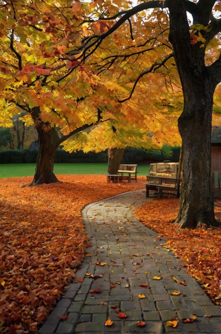 The Enchanting Beauty of an Autumn Garden: A Slice of Golden Heaven ...